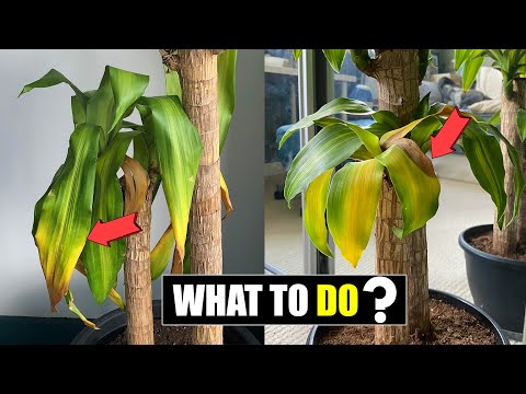 How to fix Dracaena leaves turning yellow ?