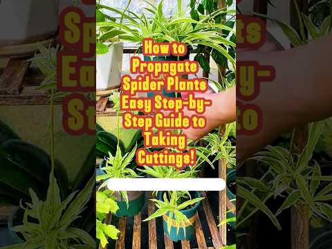 How to Propagate Spider Plants Easy Step-by-Step Guide to Taking Cuttings!