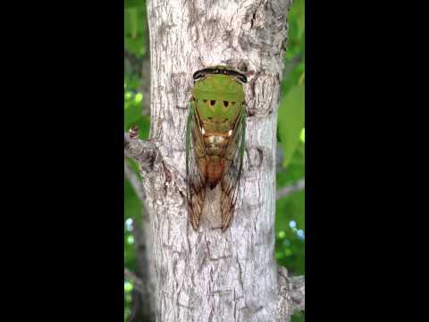 Cicada on tree making its distinctive sound