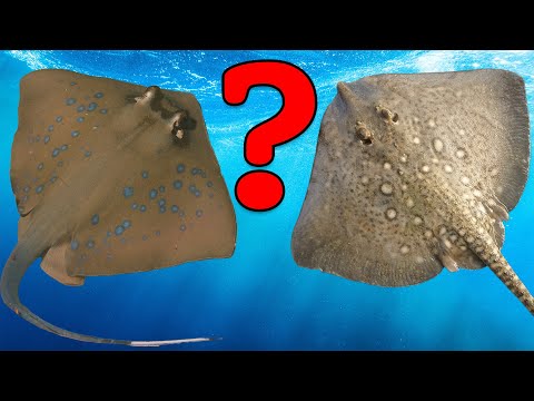 What's the Difference Between Skates and Rays?