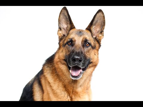 What The Dog Knows Young Readers Edition