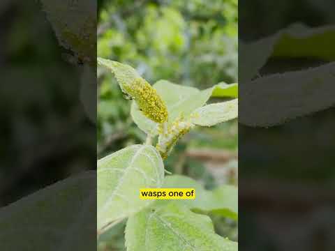 Pesticide-Free Garden? Emma O'Neill's Water Source Trick is a Game Changer! #organicgarden #shorts
