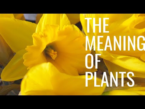 Daffodils - The meaning of plants
