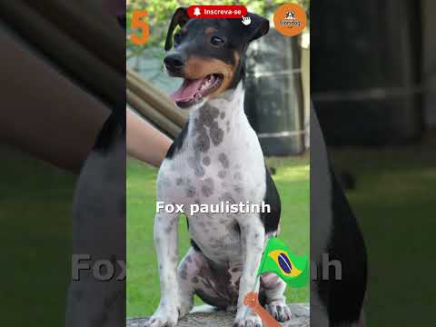 10 raças de cães brasileiros! # shorts