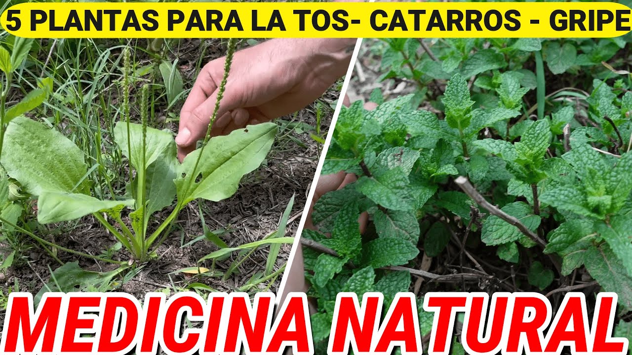 5 Medicinal Plants to Cure Respiratory Diseases, Coughs, Colds and Flu