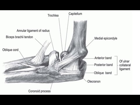 Two Minutes of Anatomy: Ulnar Collateral Ligament AKA Medial Collateral Ligament of the Elbow