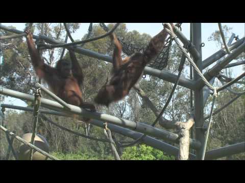 Orangutans & Siamangs
