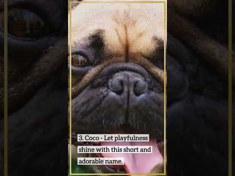 Top 5 Cutest Names for Girl French Bulldogs