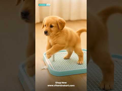 🐶 Potty Training Made Easy! 🚽