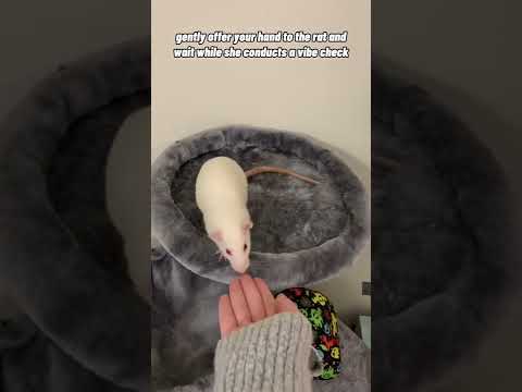 How To Pick Up A Pet Rat 🐀❤️