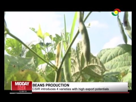 CSIR-Crop Research Institute(CRI) introduces 4 bean varieties with high export potentials.