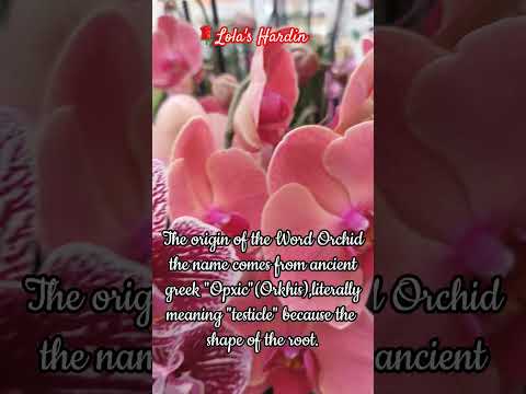 The origin of the Word Orchid #flower #Orchid #plants