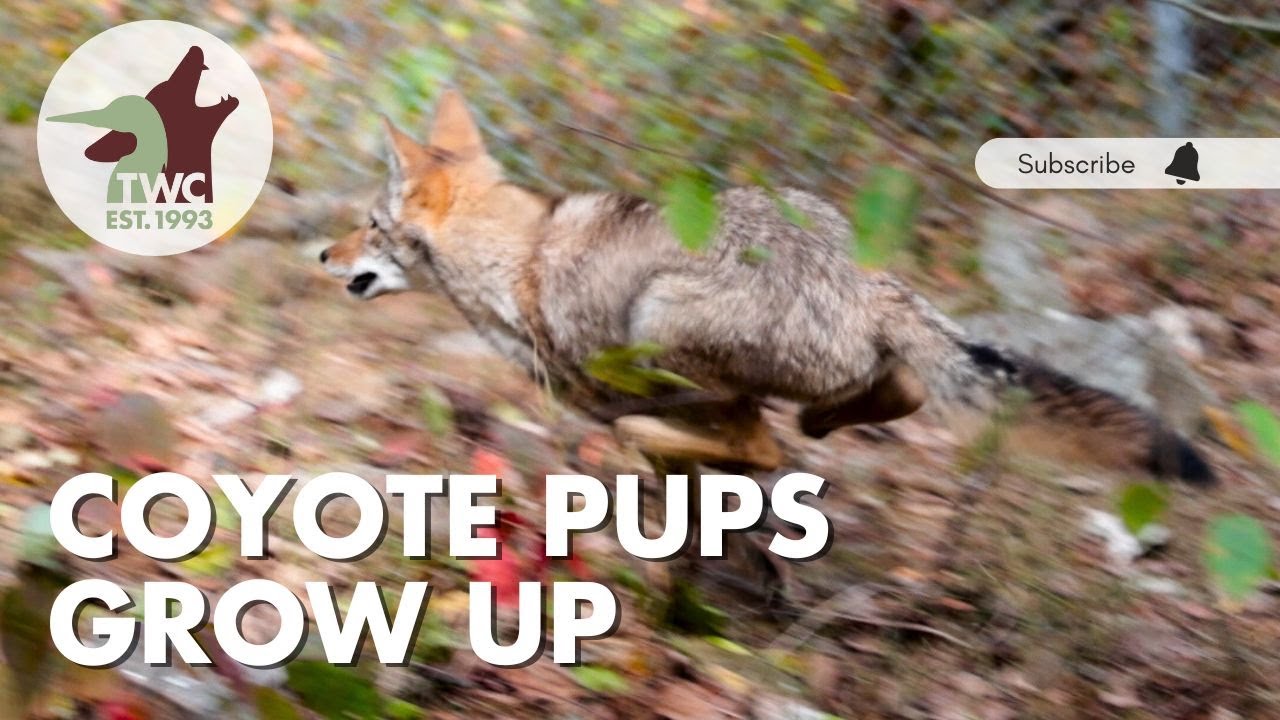 Raising orphaned coyotes