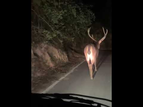 BaraSingha Spotted at, Bharwana Village, Palampur, Himachal Pradesh.