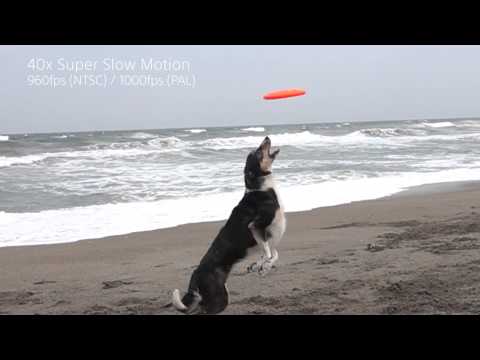 Sony RX100 IV & RX10 II Super Slow Mo Video Dog