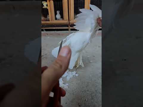 لى سهوله الحركه 😲