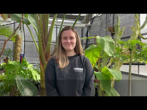 Plant Profiles: Bird of Paradise