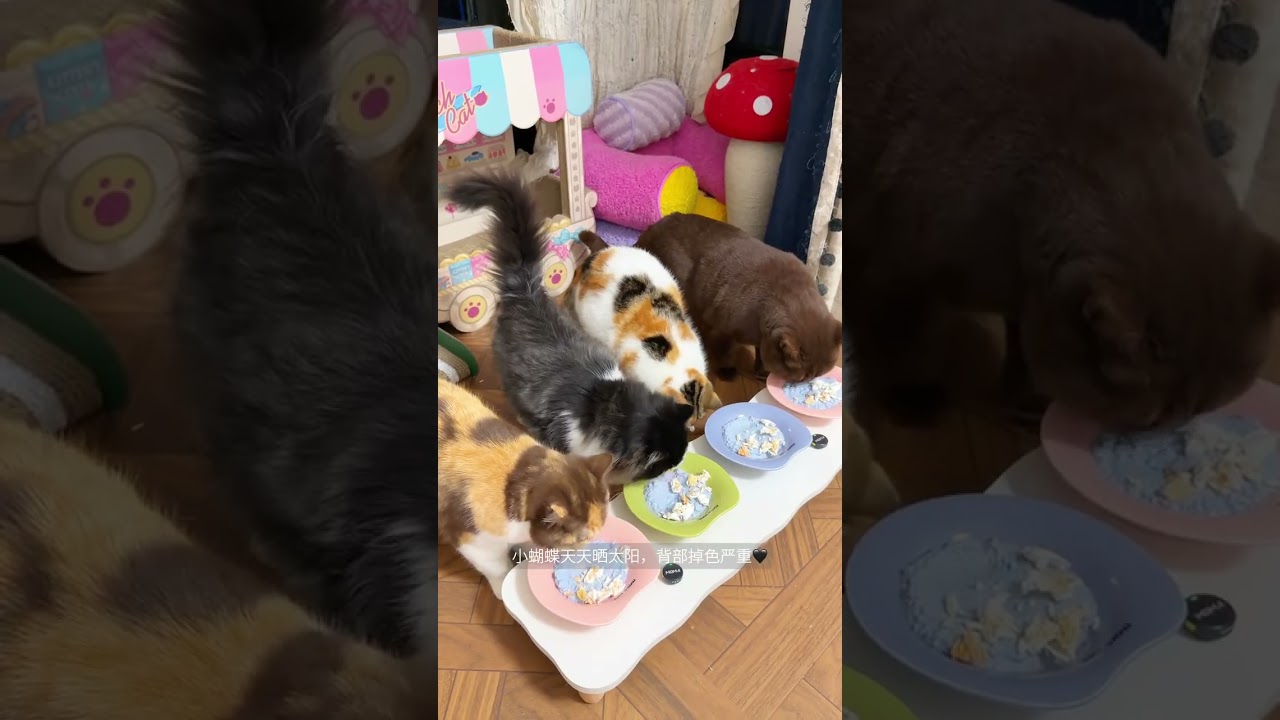 Indulge in 6 Pounds of Double Star Blue Flour Cake - A Cat's Delight