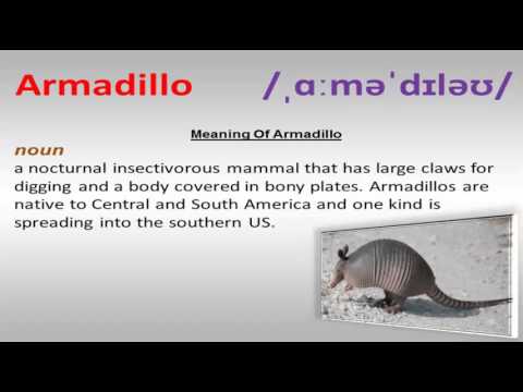 How to pronounce Armadillo in British English (Pronunciation with meaning