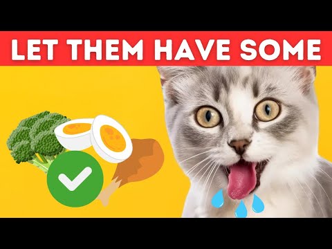 5 Human Foods Cats Can Eat| Healthy Foods