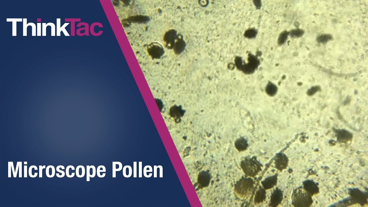 Microscope Pollen | Thinktac