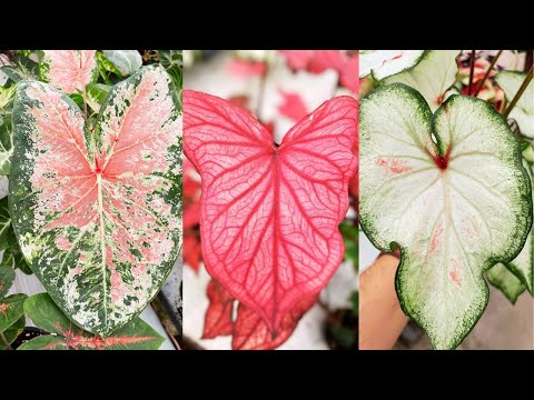 CALADIUM CARE TIPS! How to Grow and Care for Caladium