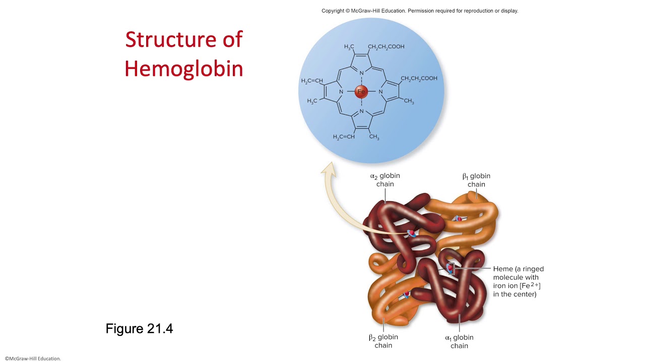 AP151: PhysioEx Exercise 11-Blood Analysis