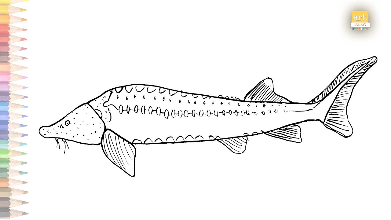 Sturgeon fish drawing easy | How to draw A Sturgeon fish step by step