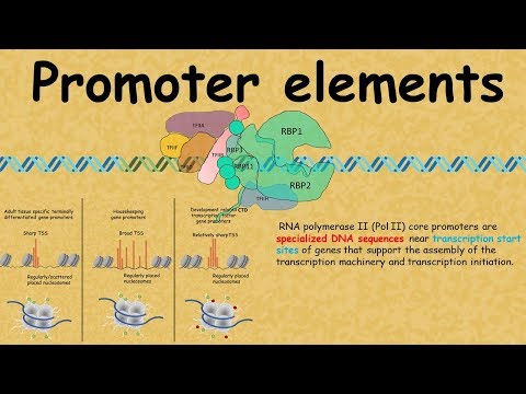 promoter elements : Regulation of gene expression
