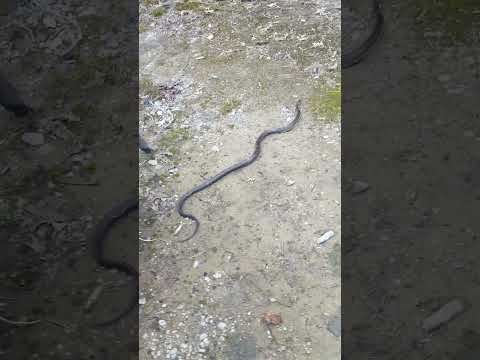 #nature #snakes #scared #wildlife #subscribe #tn #lol #no