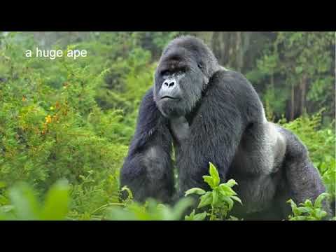 gorilla meaning | Vocabulary for Kids | Children's Dictionary | Learn English Vocabulary