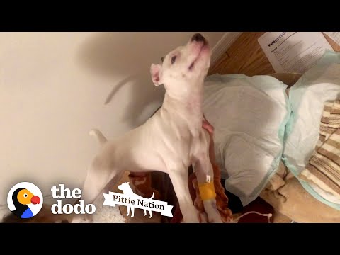 Pittie Puppy Who Couldn't Even Move Runs To Her Favorite Person | The Dodo Pittie Nation