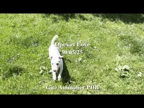 Opex et Love - 30/05/25 - Pension pour chiens