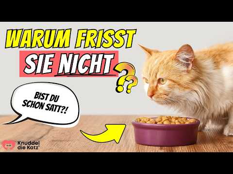 THIS IS WHY your cat leaves half of its food 😨