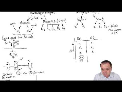 Cholinergic Receptors. Adrenergic Receptors. Epinephrine vs Norepinephrine (Part 6)