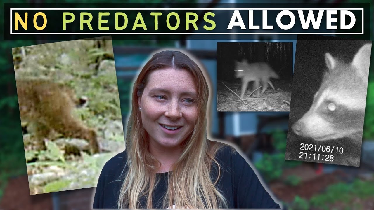 PREDATOR PROOFING THE CHICKEN COOP & RUN | Building a Chicken Coop