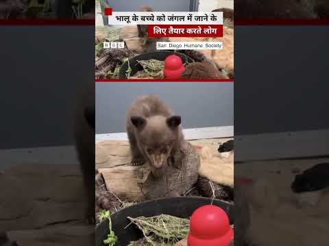 California में एक भालू के बच्चे को Wildlife में जीने के लिए कैसे तैयार कर रहे हैं लोग? | (BBC Hindi)