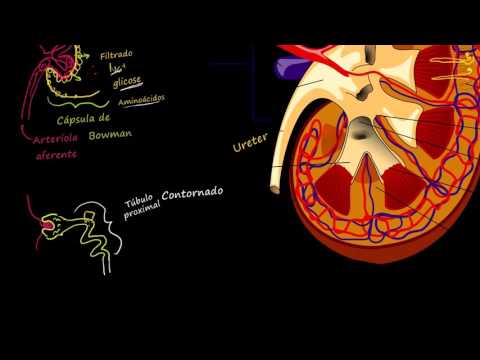 O rim e o nefrónio (vídeo) | Biologia humana | Khan Academy