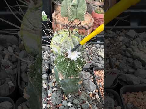 Why is cactus grafting good for conservation? 🤓 #aztekium