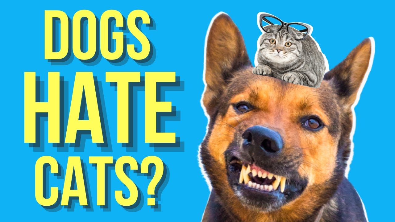 Why Do Dogs Hate Cats? ( Are they natural enemies? )
