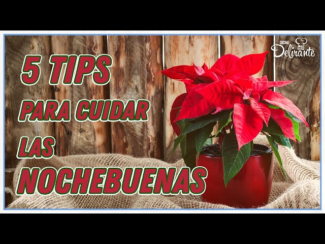 Cómo cuidar una nochebuena para que florezca todo el año