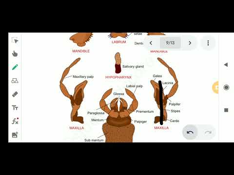 Mouth parts of insects