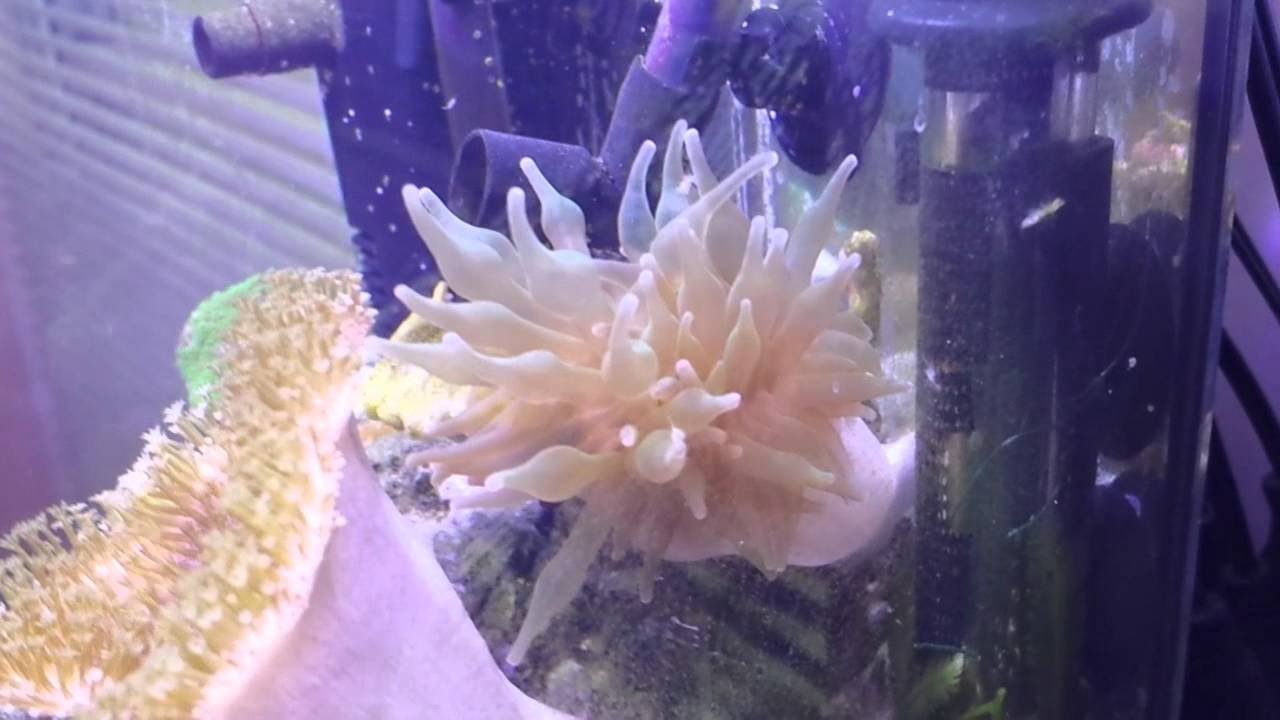 11 Types of Sea Anemones to Add Movement to the Marine Tank