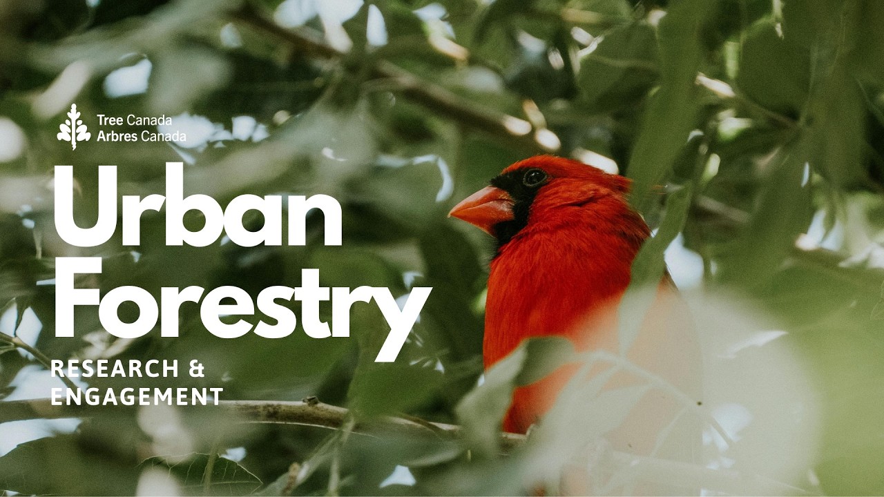 Ideas to Success in Urban Tree Planting