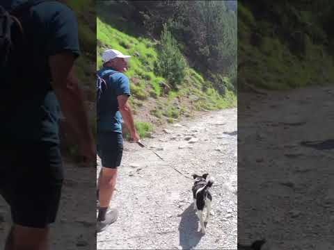 Pyrénées, Cirque de Gavarnie #9. Dogs allowed only on the way to the Circus.