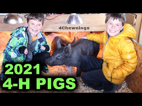 Bringing Home the Piglets - Show Pigs for 4H 2021
