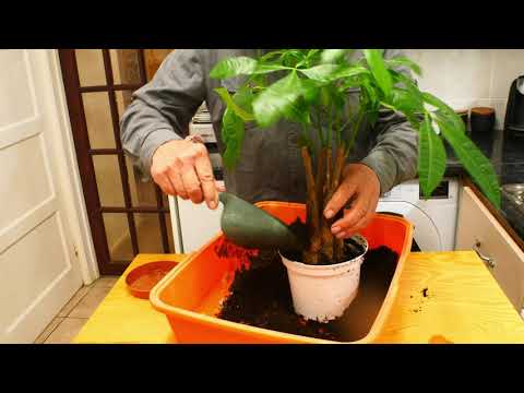 Money Tree Care and repotting