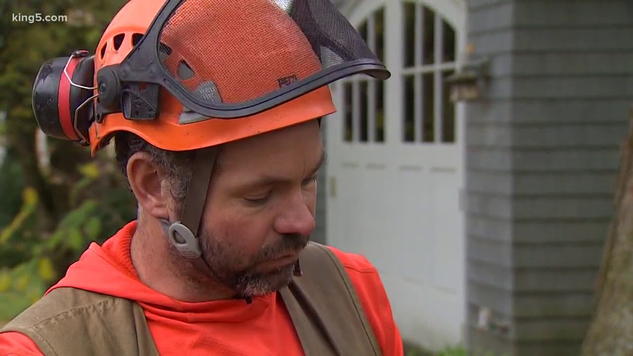 Arborist advice on assessing trees