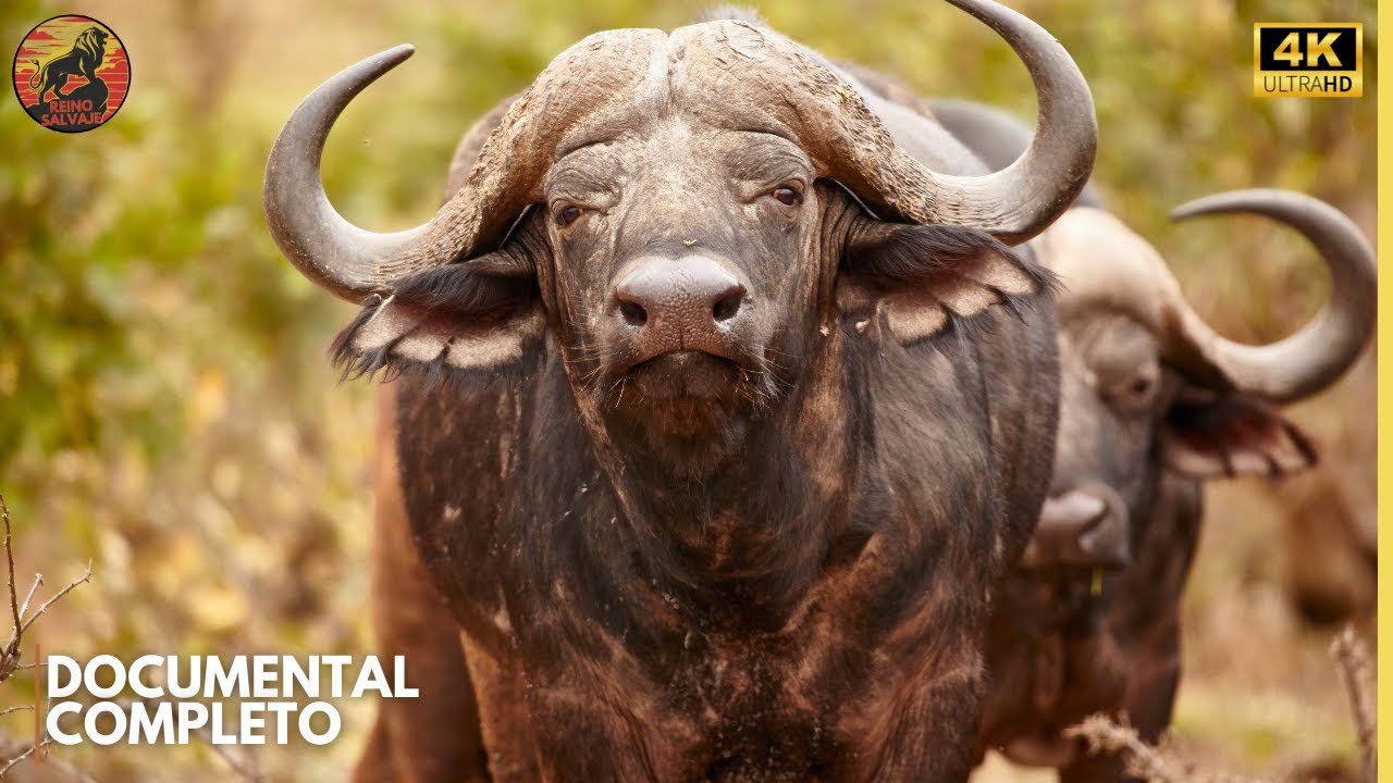 BÚFALO AFRICANO - El Gigante Indomable de la Sabana | Documental Animal