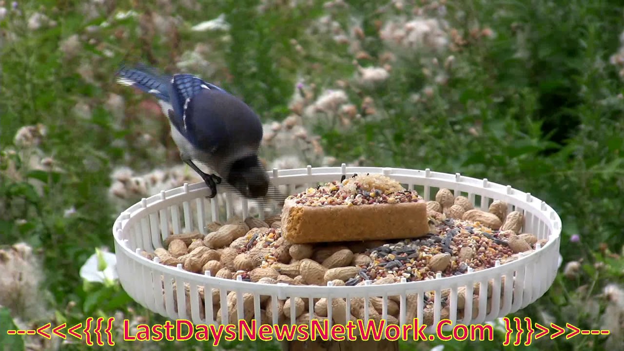 BLUE JAY vs WASP 0000